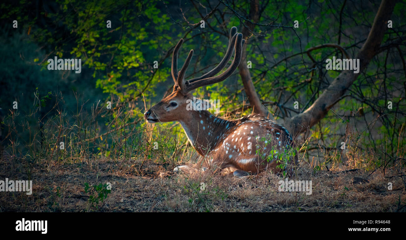 Wildtier hirsch -Fotos und -Bildmaterial in hoher Auflösung – Alamy