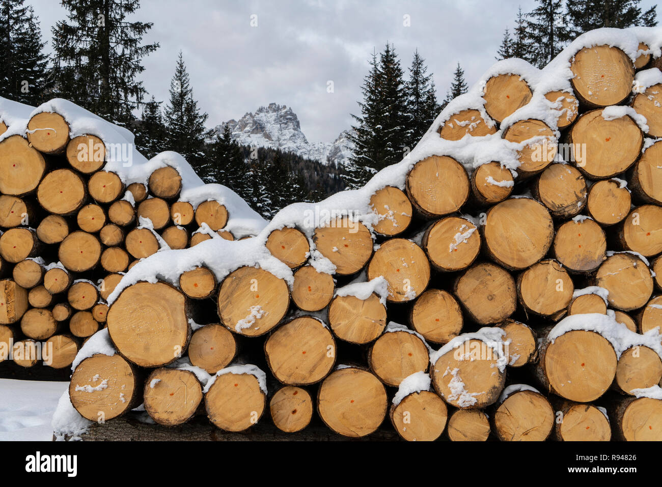 Tanne Stamm geschnitten und am Rande eines Waldes im Winter im Trentino ...