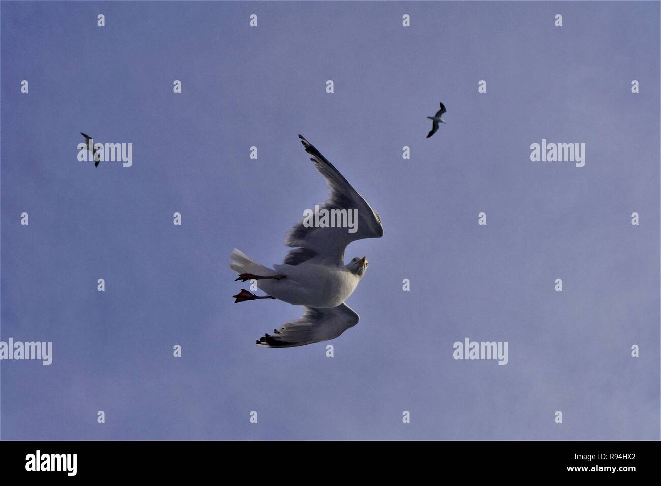 Möwe fliegen -Fotos und -Bildmaterial in hoher Auflösung – Alamy