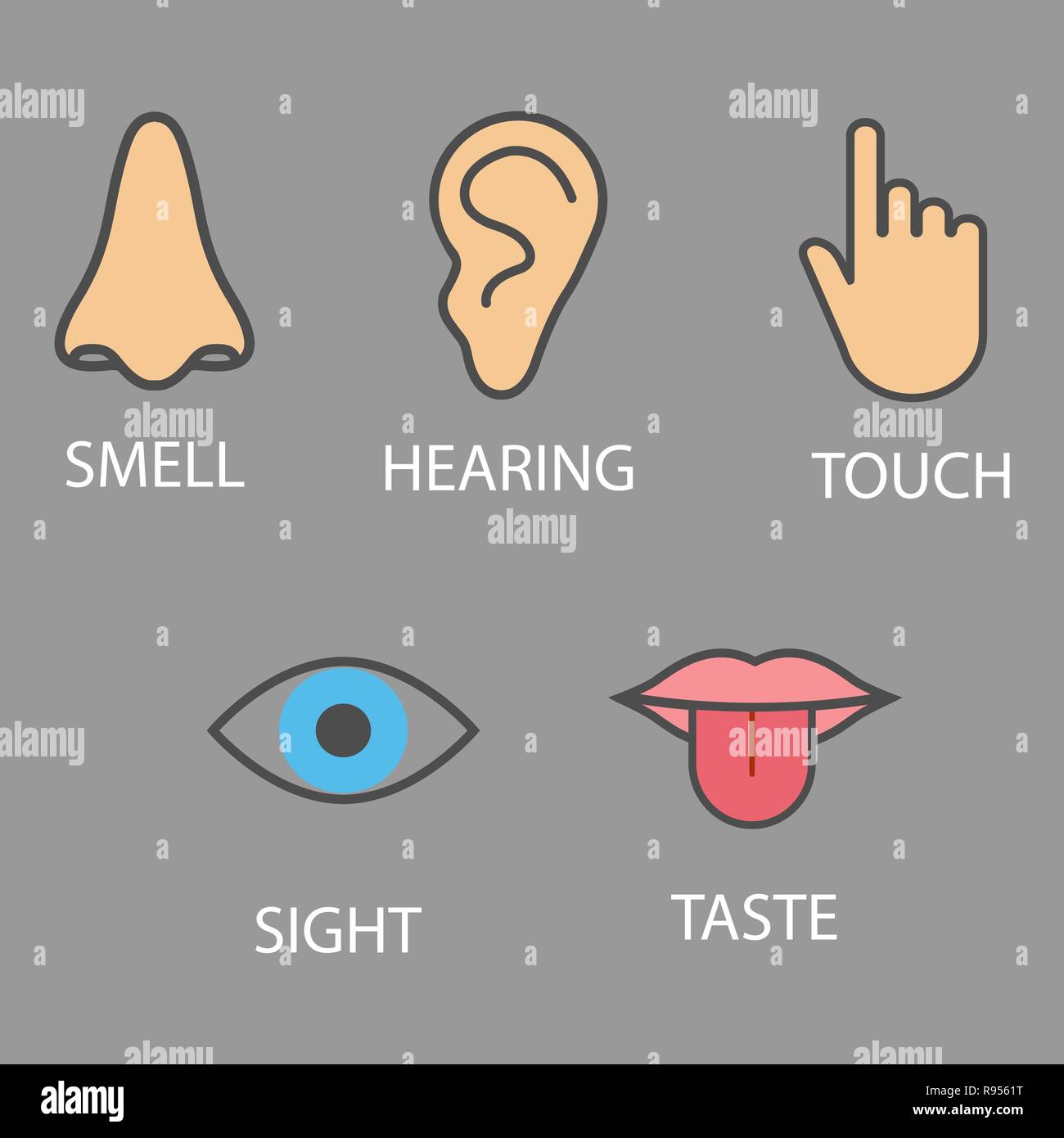 Five senses illustration Stock-Vektorgrafiken kaufen - Seite 2 - Alamy