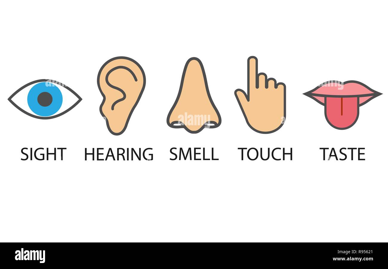5 senses illustration Stock-Vektorgrafiken kaufen - Alamy