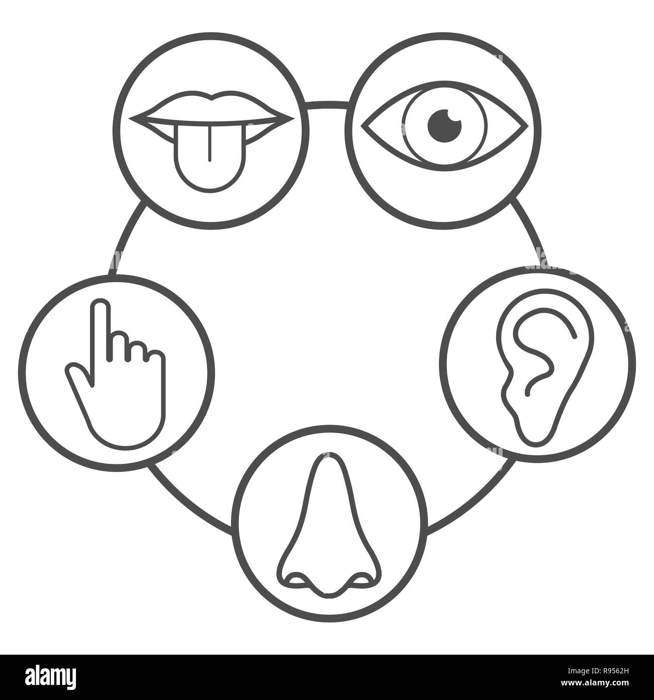 5 senses illustration -Fotos und -Bildmaterial in hoher Auflösung – Alamy