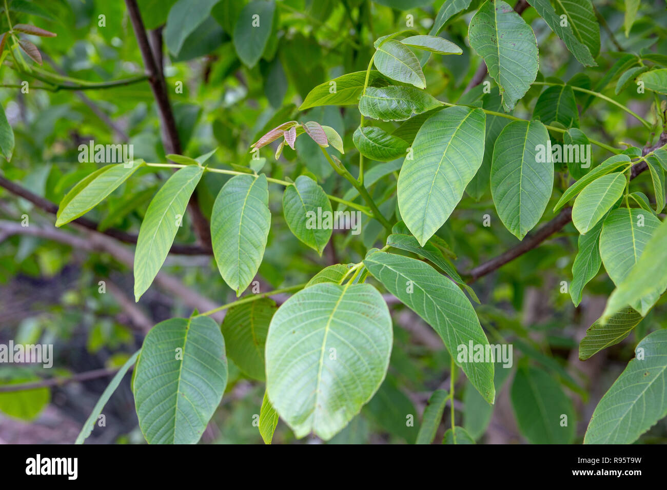 Walnussbaum blätter -Fotos und -Bildmaterial in hoher Auflösung – Alamy