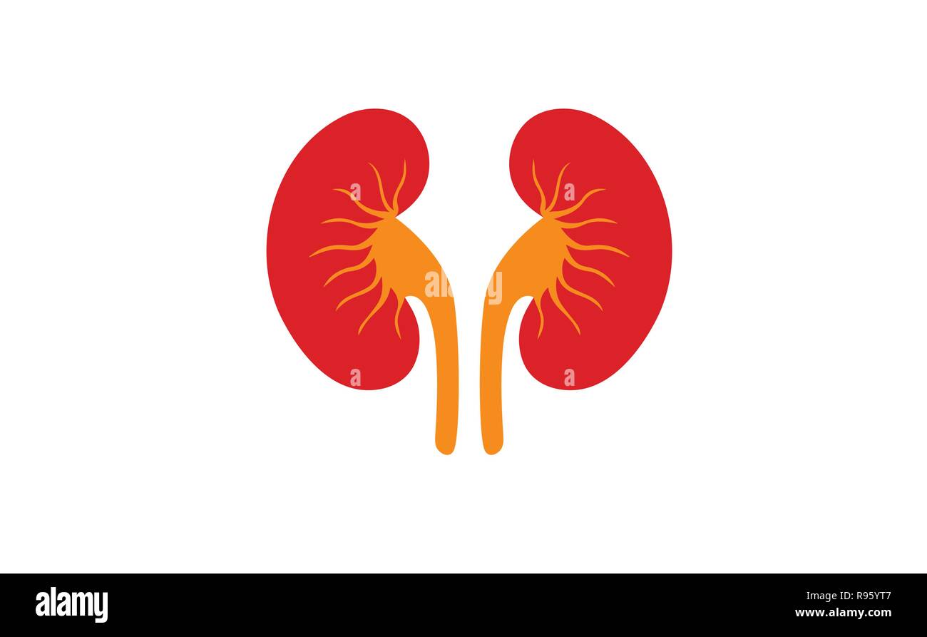 Anatomie der niere und der nebenniere Stock-Vektorgrafiken kaufen - Alamy