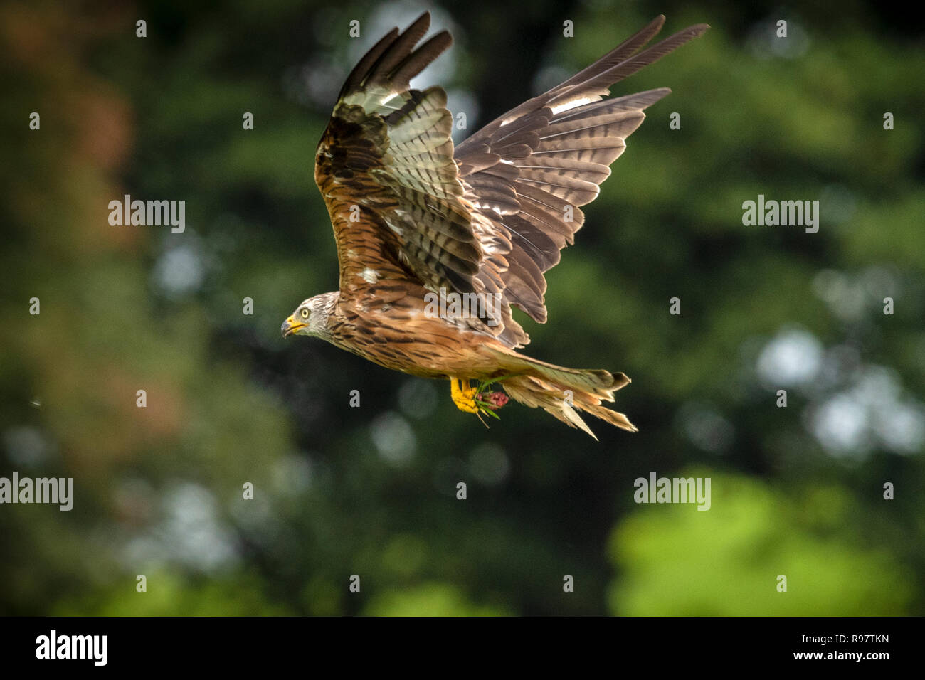 Raubvogel sichtungen -Fotos und -Bildmaterial in hoher Auflösung – Alamy