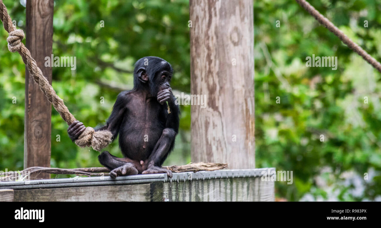 Baby chimp eating -Fotos und -Bildmaterial in hoher Auflösung – Alamy