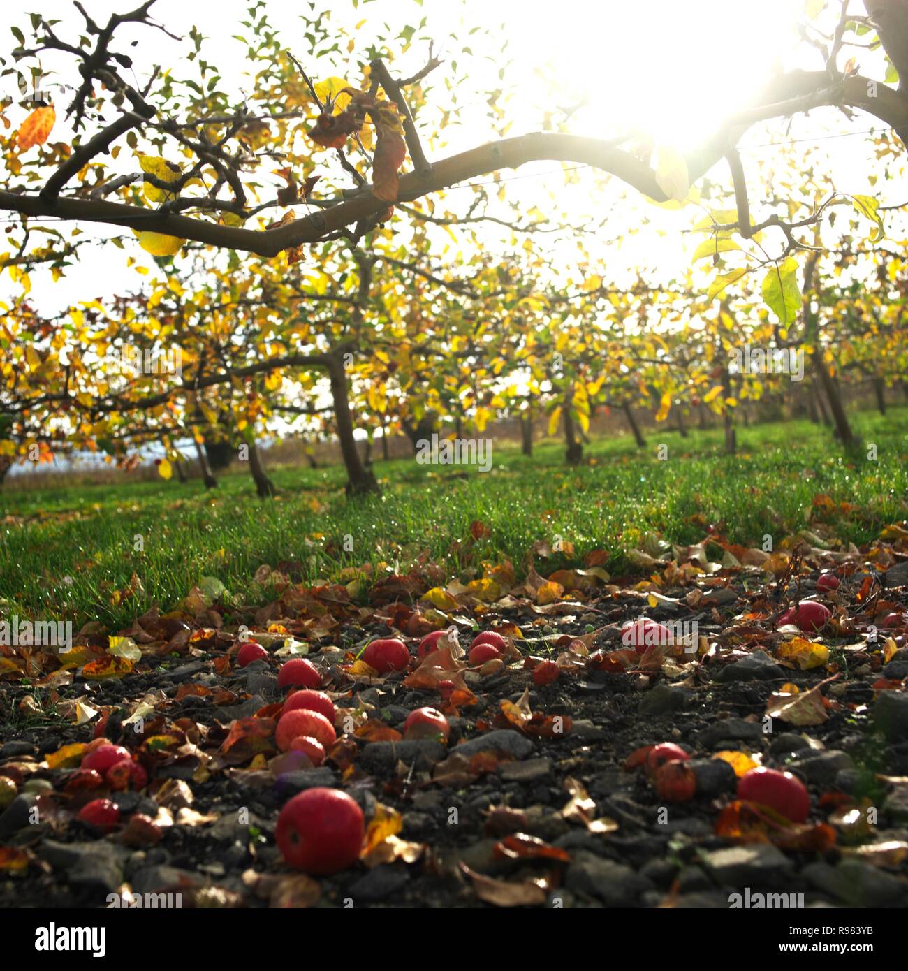 Apple falling tree -Fotos und -Bildmaterial in hoher Auflösung – Alamy
