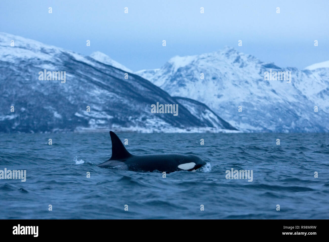 Female orca -Fotos und -Bildmaterial in hoher Auflösung – Alamy