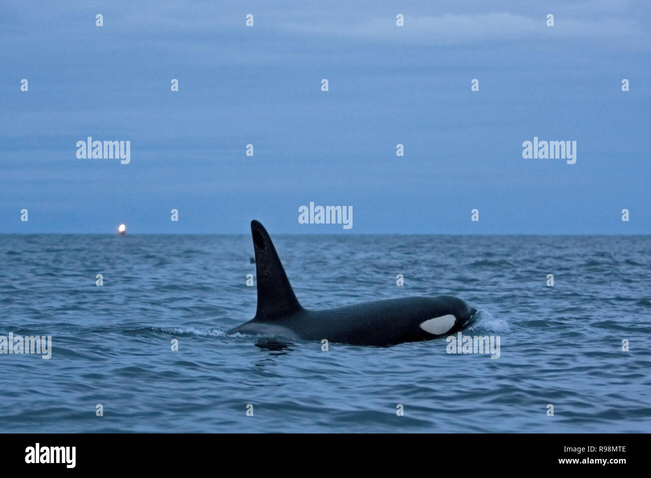 Killer whale orca orcinus orca -Fotos und -Bildmaterial in hoher ...