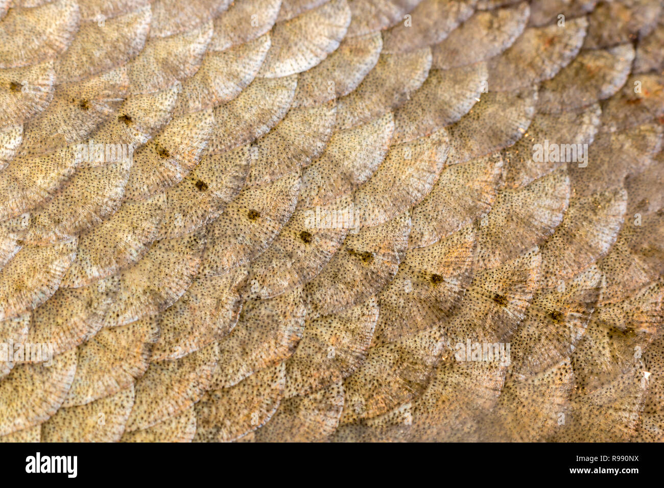 Lateral line -Fotos und -Bildmaterial in hoher Auflösung – Alamy
