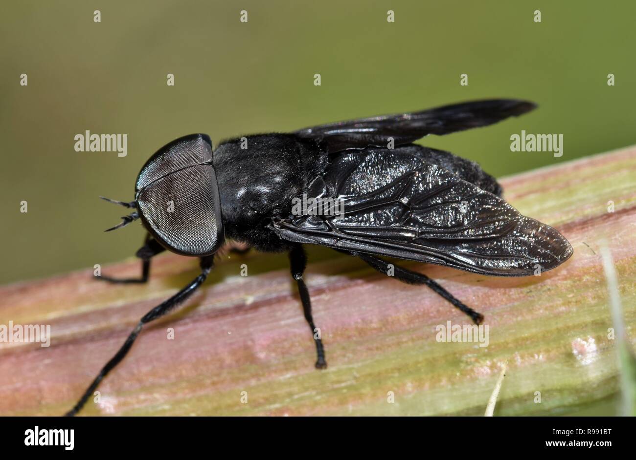 Distel fliegen tiere tierwelt insekt -Fotos und -Bildmaterial in hoher ...