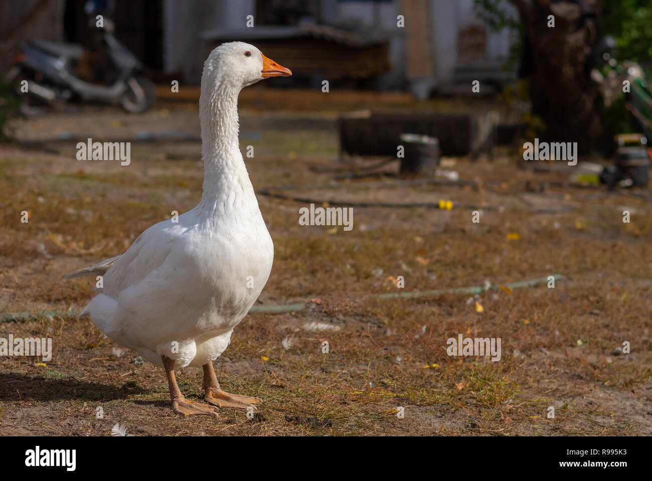 Portraot der große weiße Hausgans auf dem Boden und Suchen um seine ...