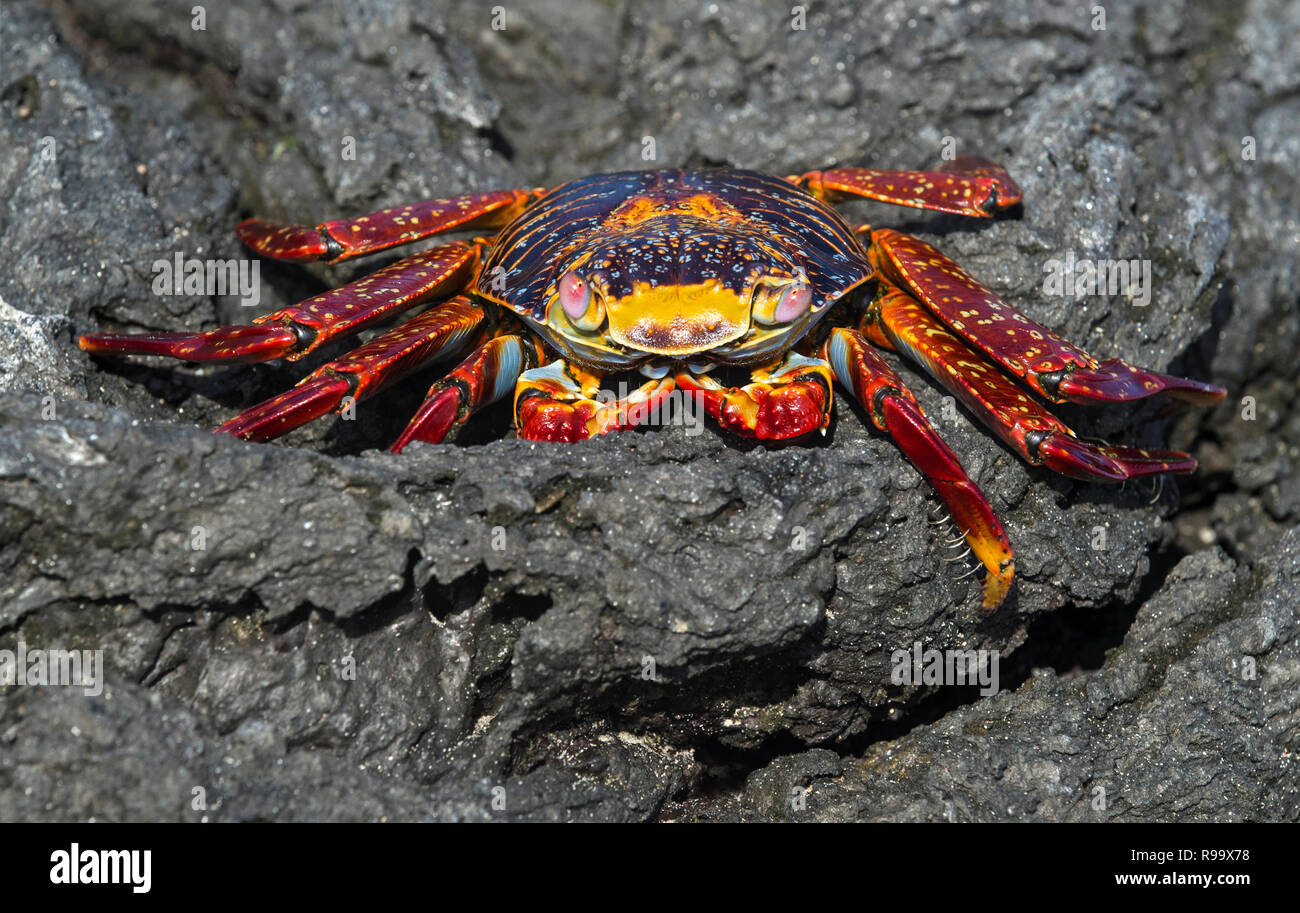 Sally Lightfoot Crab (Grapsus grapsus), Marsh Krabben Familie ...