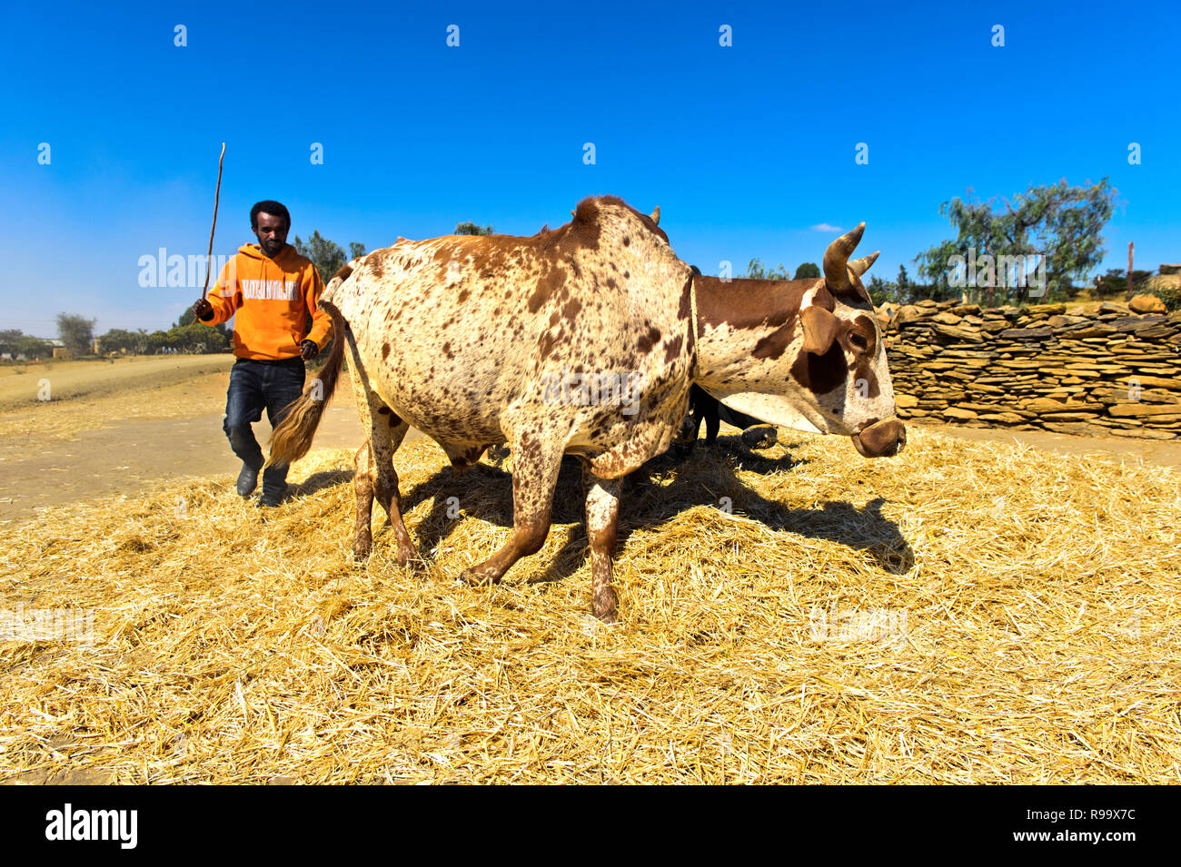 Traditionelle Dreschen von Teff (Eragrostis tef) durch die Zebu-rinder ...