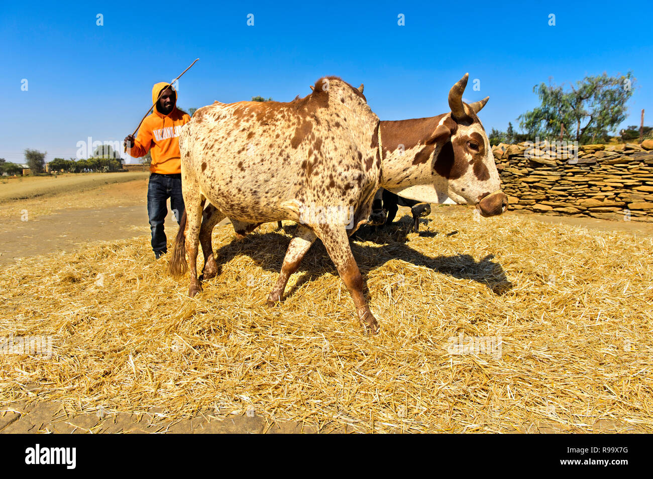 Traditionelle Dreschen von Teff (Eragrostis tef) durch die Zebu-rinder ...