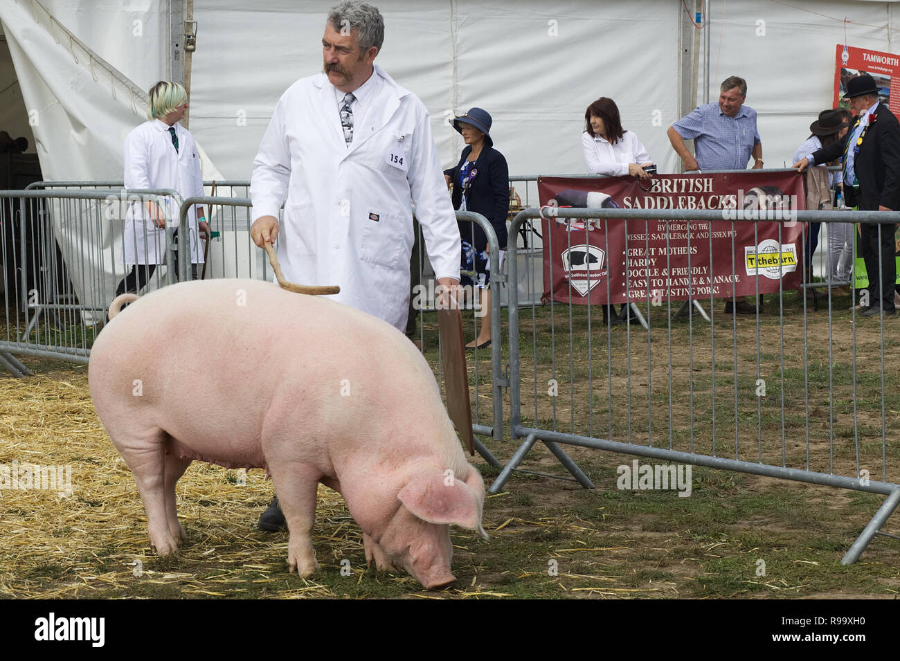 Schwein in einem showring -Fotos und -Bildmaterial in hoher Auflösung – Alamy