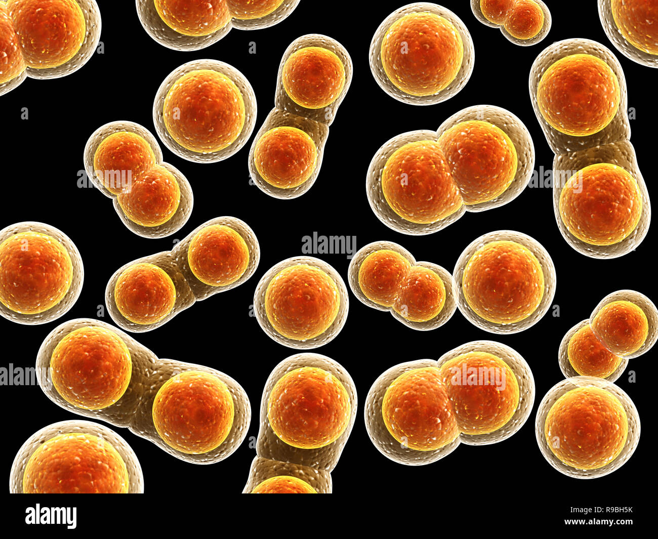 Mitose Prozess Stockfotos und -bilder Kaufen - Alamy