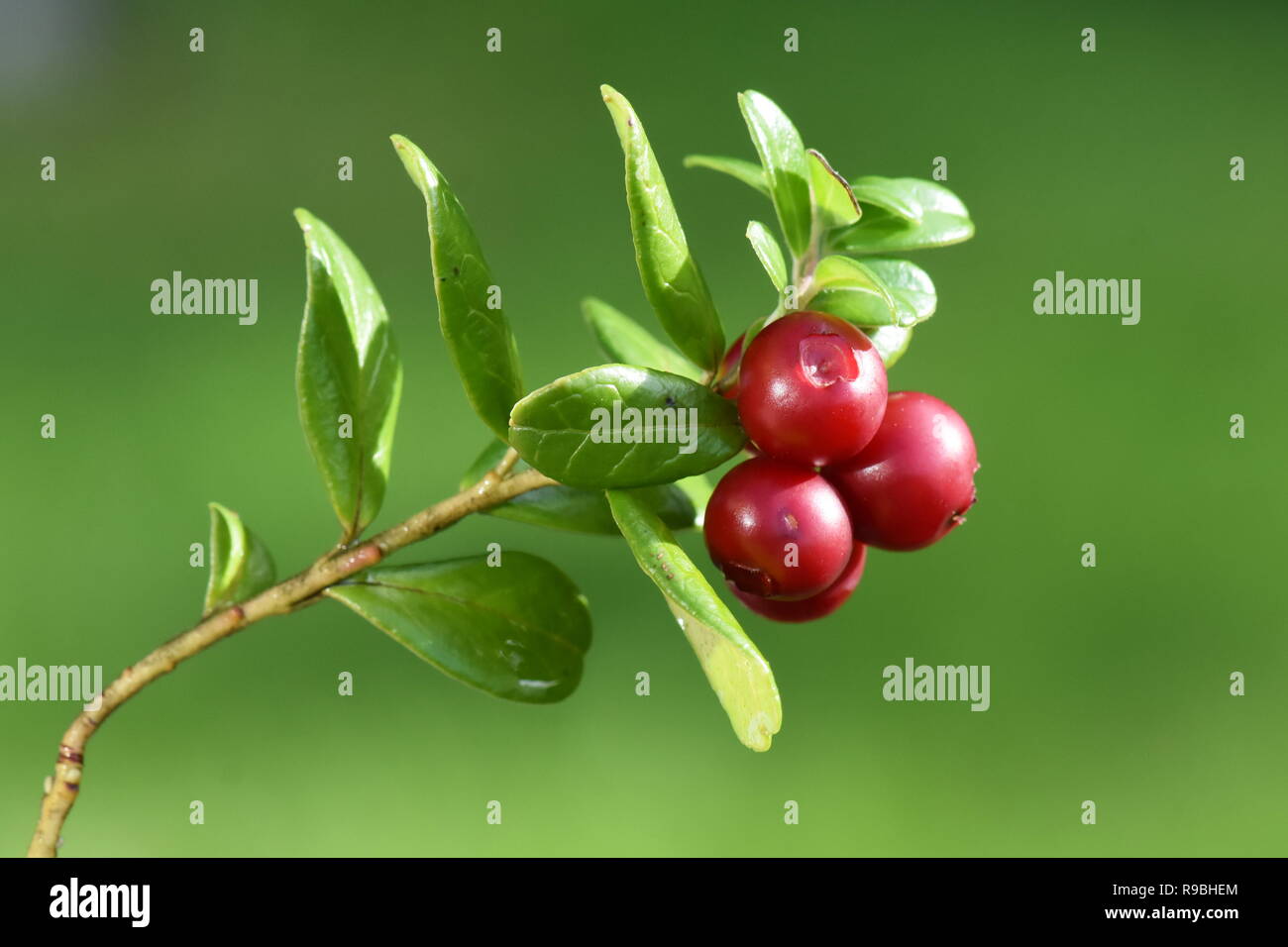 Berg cranberry -Fotos und -Bildmaterial in hoher Auflösung – Alamy