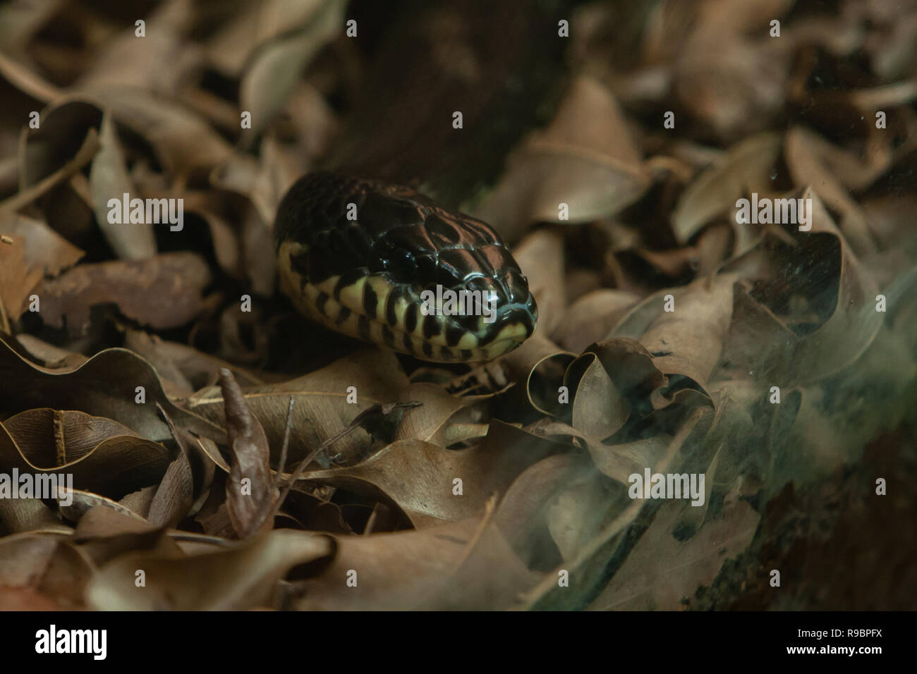 Amur Ratte Schlange (elaphe Schrenckii), nonvenomous colubrid Schlange ...