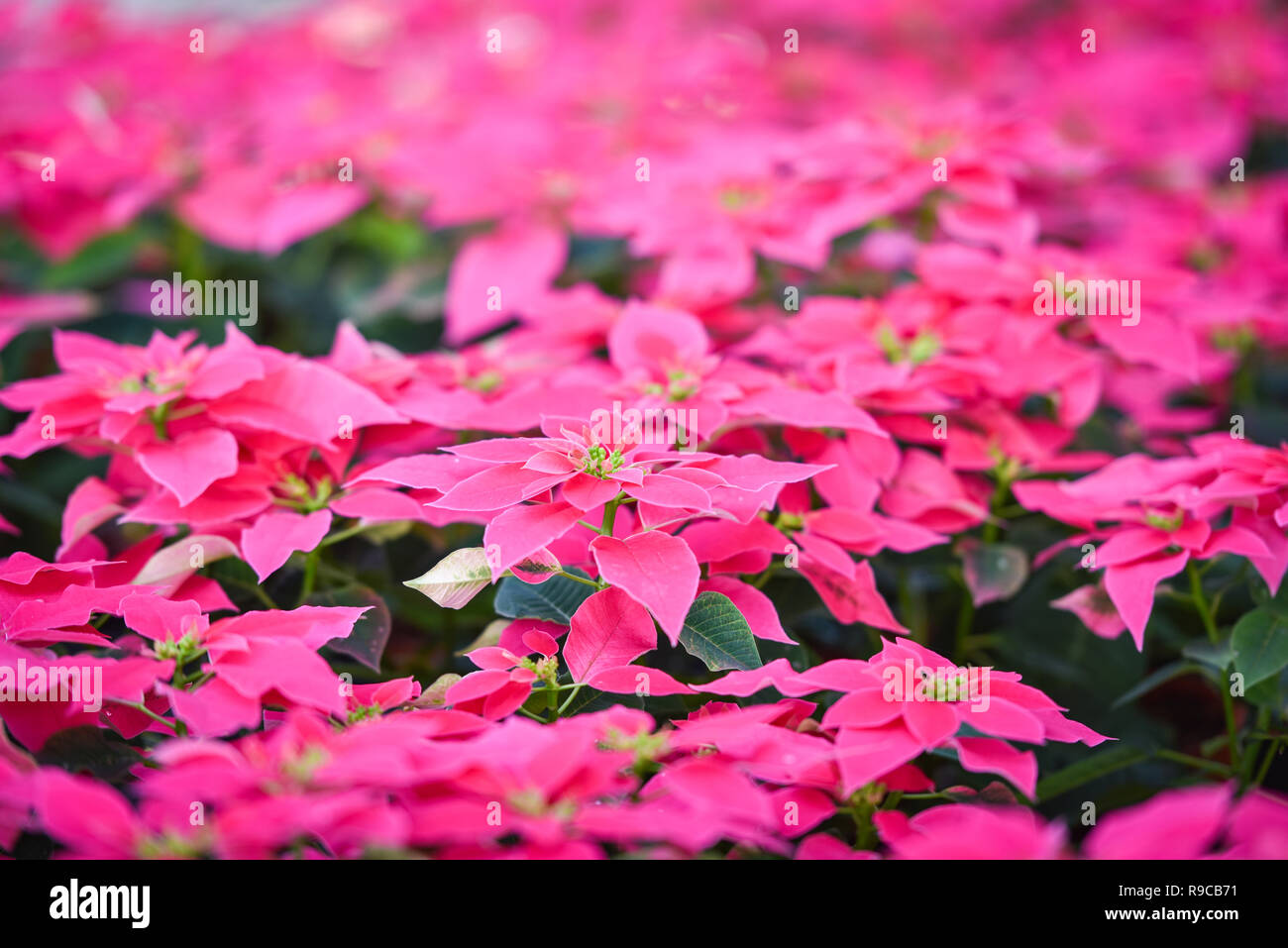Rosa Blume Garten/Weihnachtsstern rosa Blumen blühen in den Roten ...