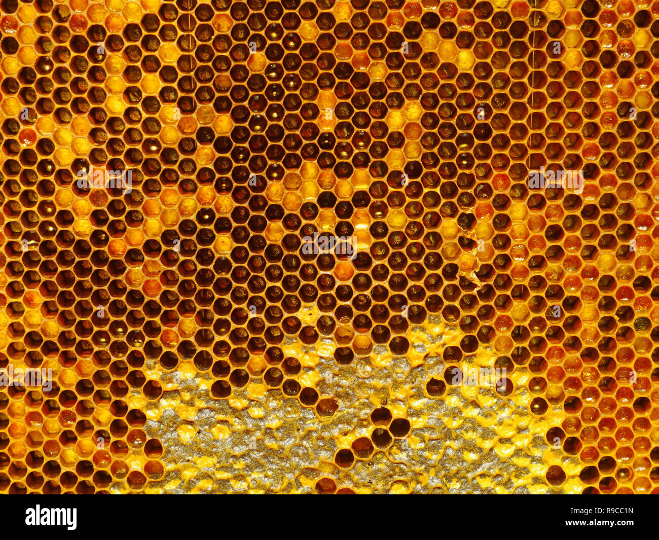Biene Bienenwaben. Die Struktur der Waben mit Honig gefüllt ...