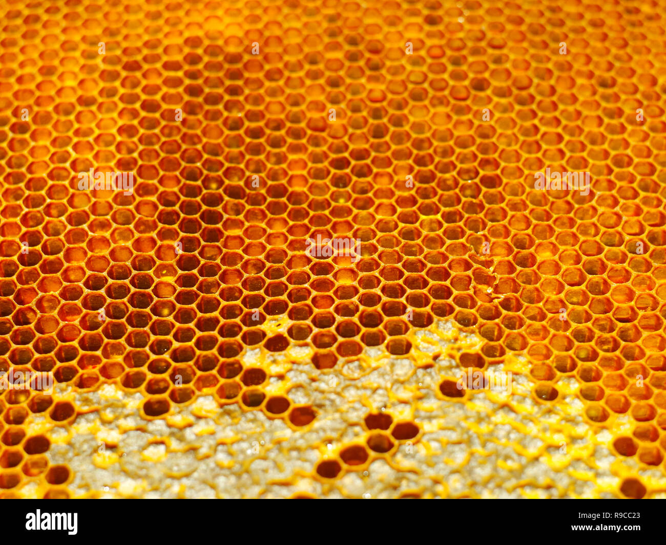Biene Bienenwaben. Die Struktur der Waben mit Honig gefüllt ...