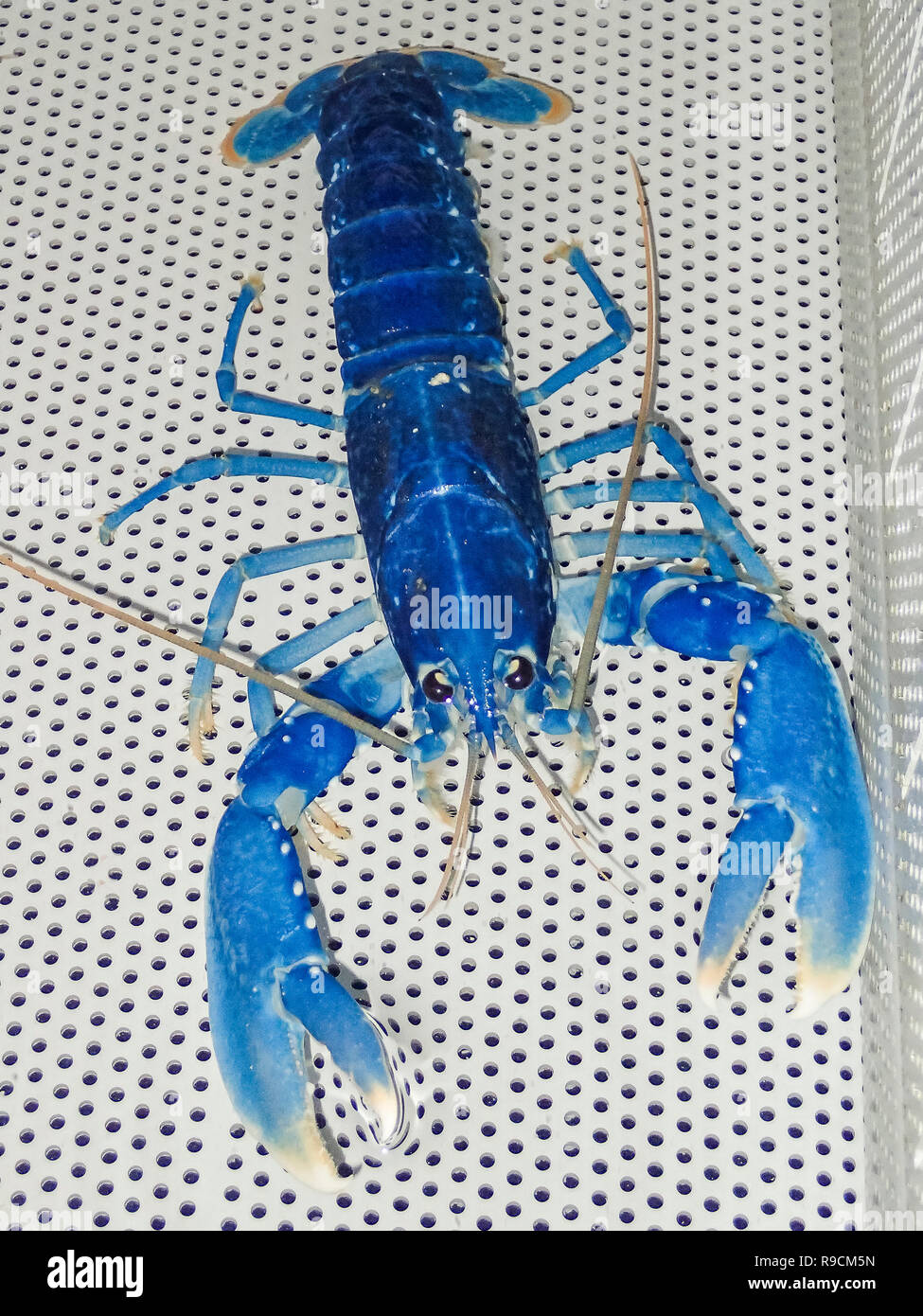 Der blaue hummer -Fotos und -Bildmaterial in hoher Auflösung – Alamy