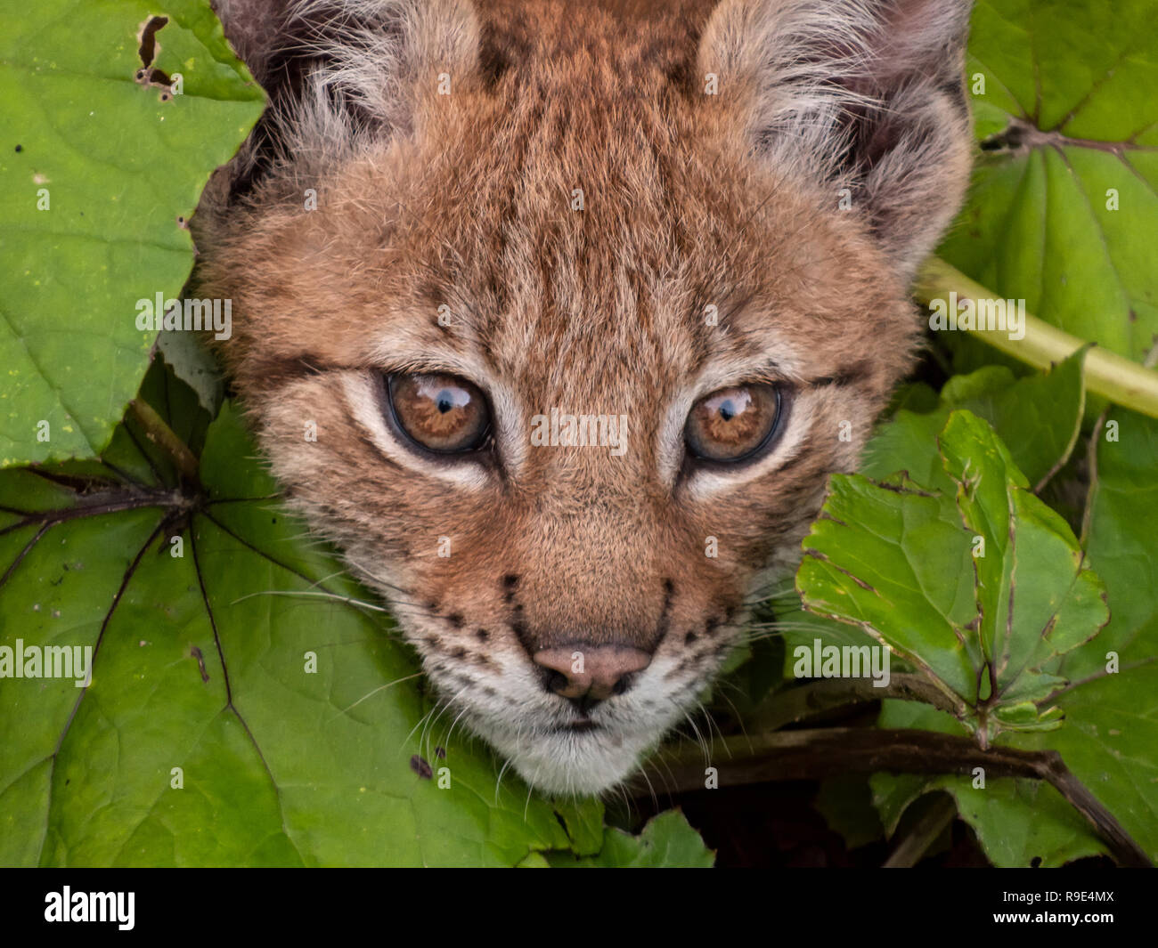 Luchs baby tier baby -Fotos und -Bildmaterial in hoher Auflösung – Alamy