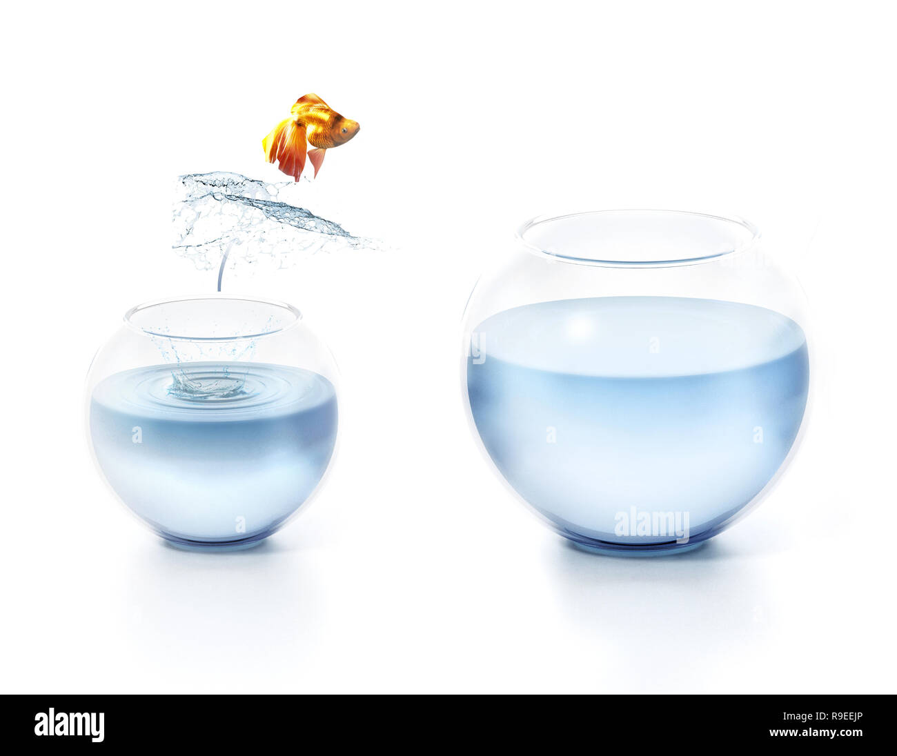 Goldfisch springt aus glas -Fotos und -Bildmaterial in hoher Auflösung ...