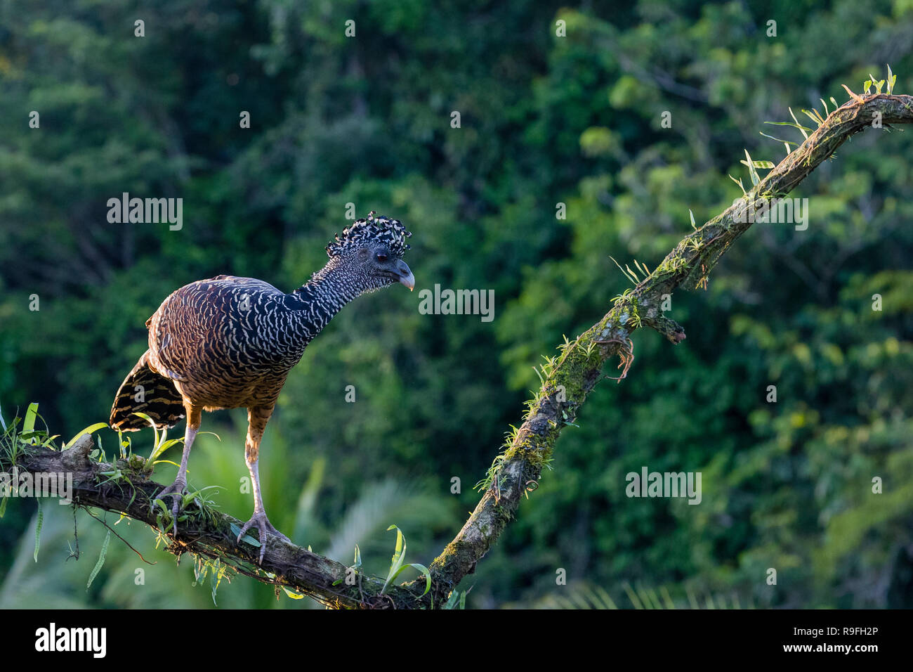 Female curassow -Fotos und -Bildmaterial in hoher Auflösung – Alamy