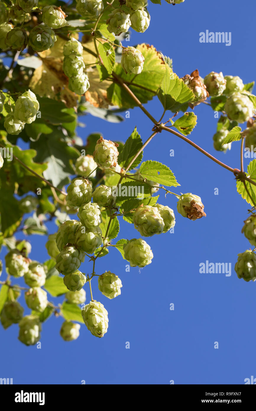Hopfen, Hopfenzapfen, Gewöhnlicher Hopfen, Echter Hopfen, Humulus ...