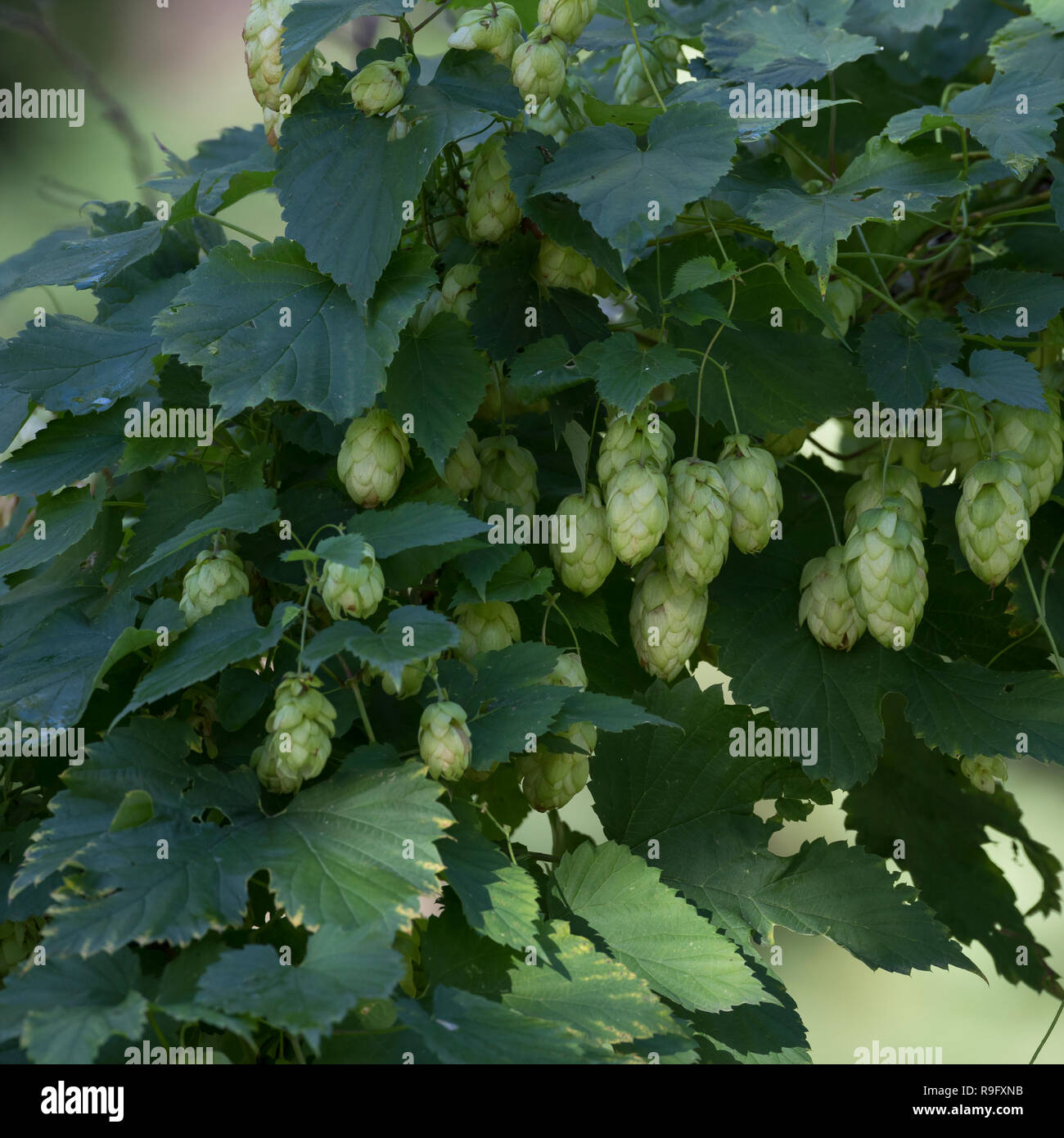 Hopfen, Hopfenzapfen, Gewöhnlicher Hopfen, Echter Hopfen, Humulus ...