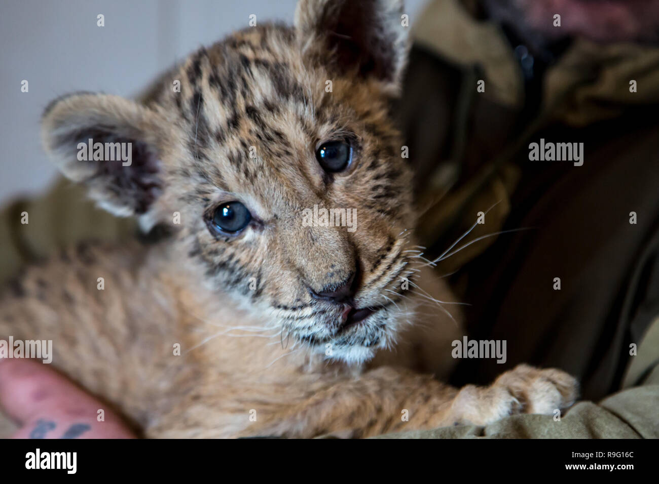 Portrait von liliger, Löwe und liger Cub, Ergebnis der Vermischung, die ...