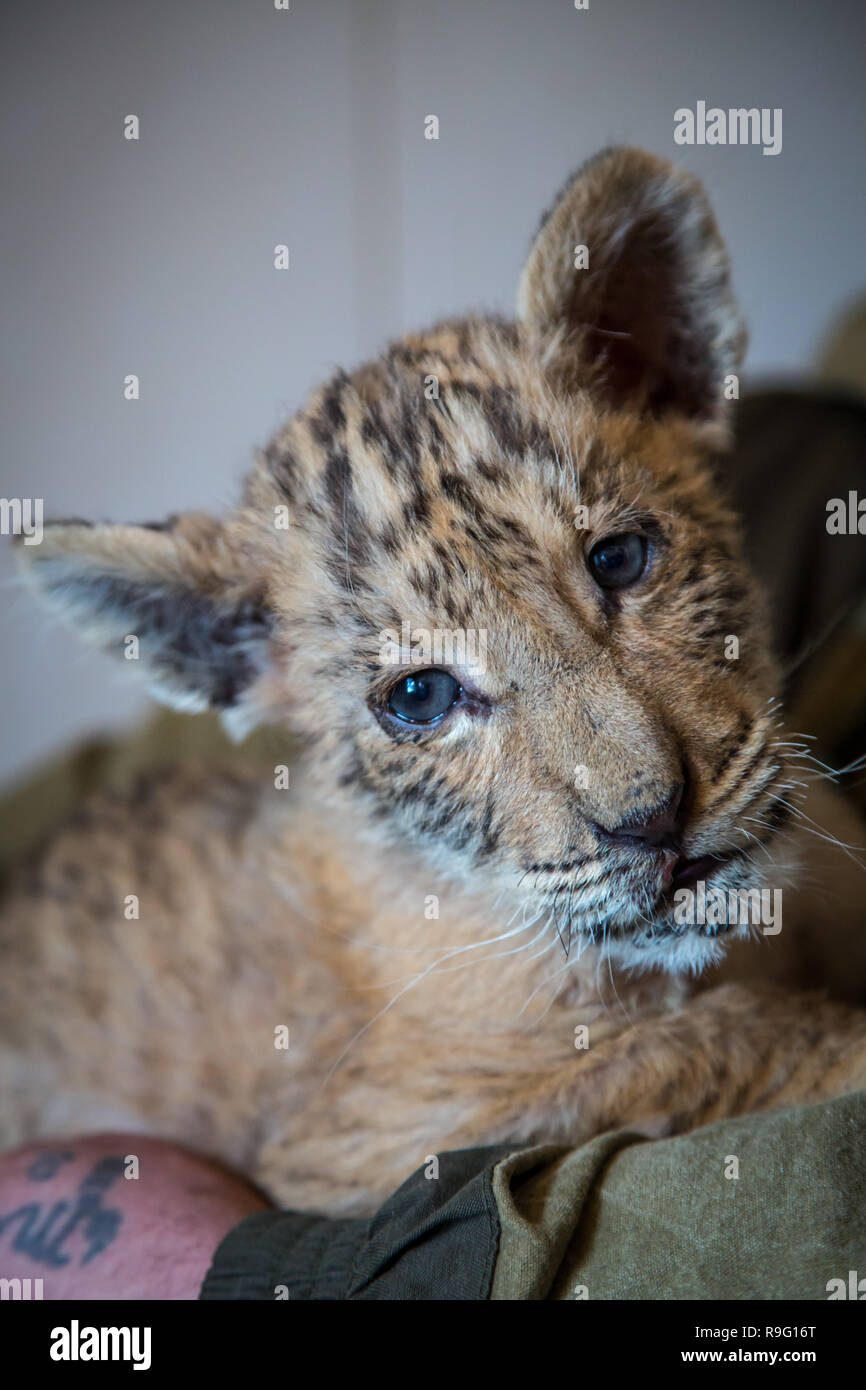 Portrait von liliger, Löwe und liger Cub, Ergebnis der Vermischung, die ...