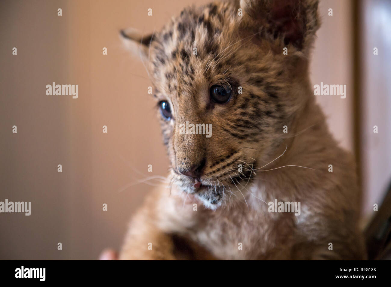 Kreuzung von tiger und löwe -Fotos und -Bildmaterial in hoher Auflösung ...