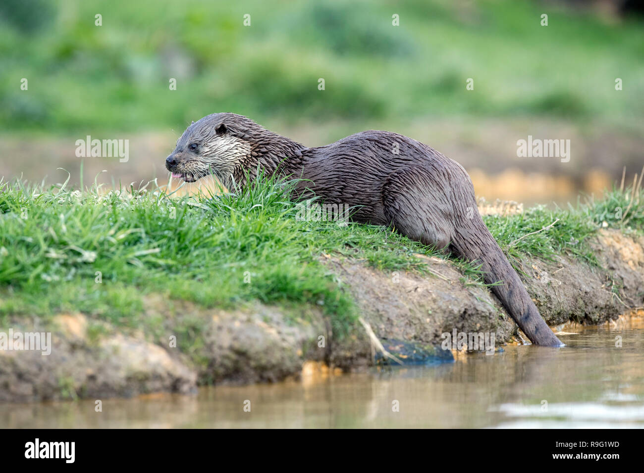 Otter nasses fell -Fotos und -Bildmaterial in hoher Auflösung – Alamy