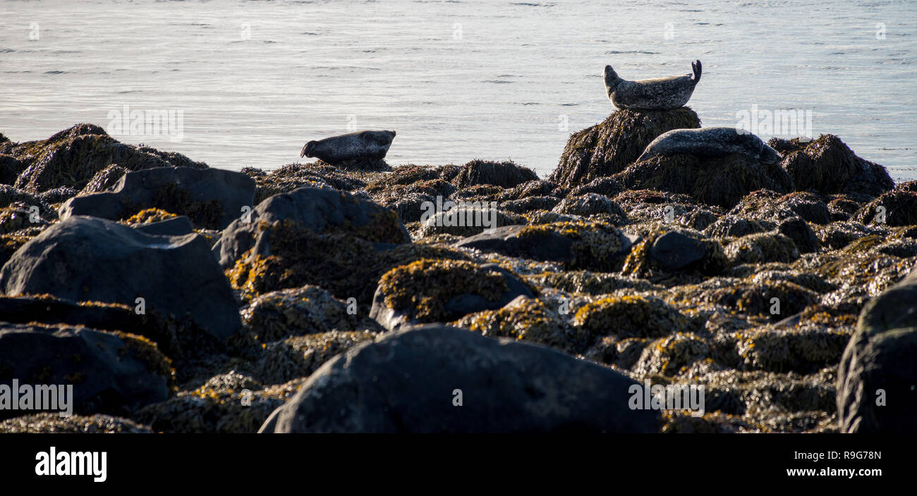 Ytri tunga beach -Fotos und -Bildmaterial in hoher Auflösung – Alamy