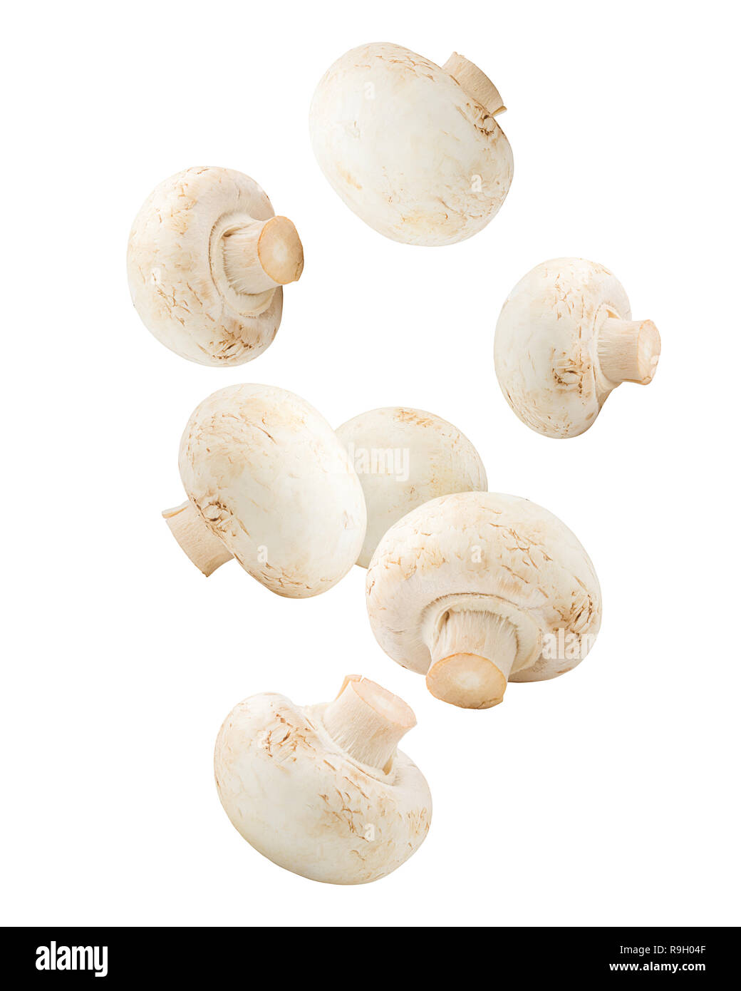 Champignon pilz set -Fotos und -Bildmaterial in hoher Auflösung – Alamy