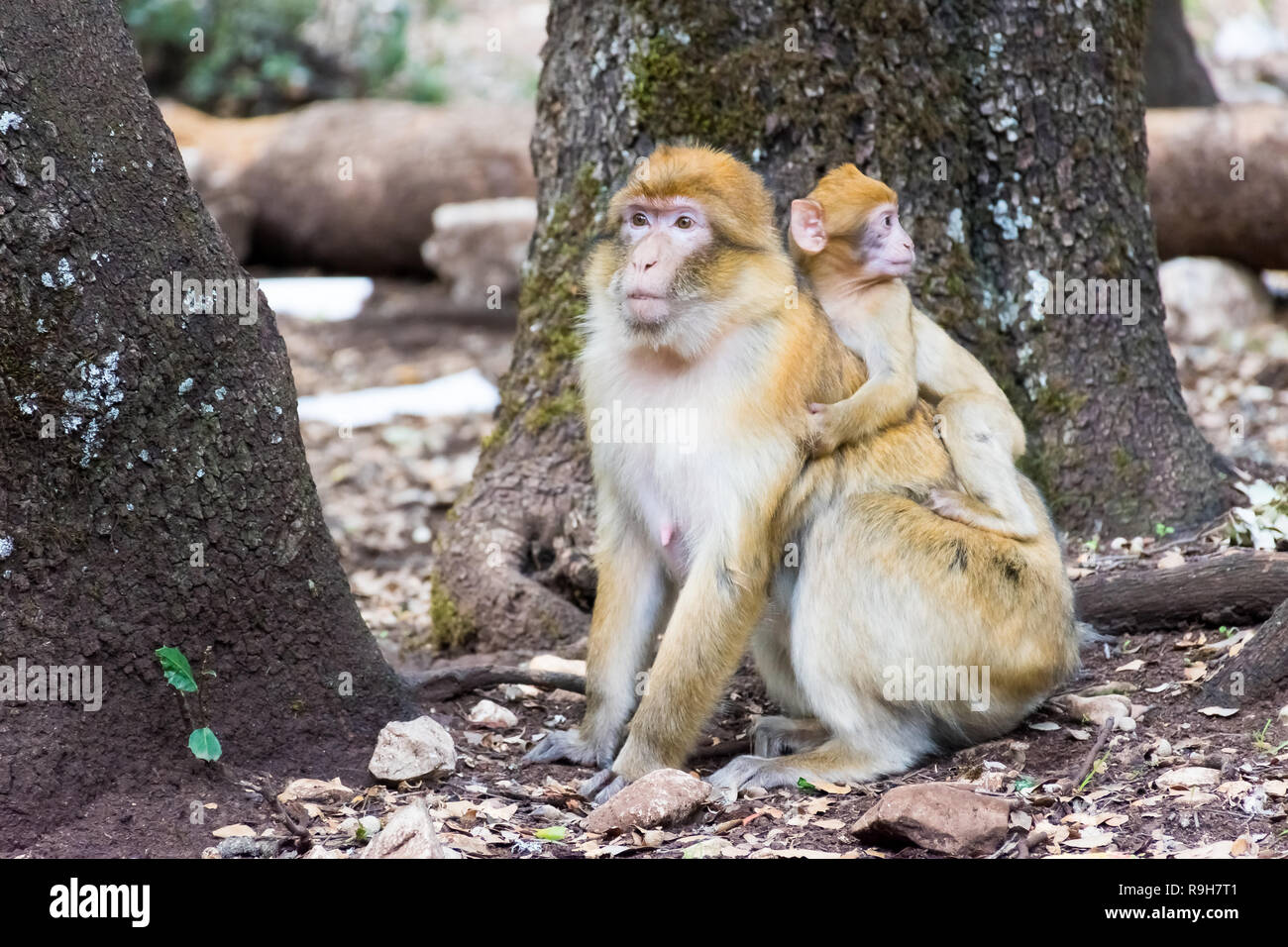 Barbary macaque Affen sitzen auf dem Boden in der zedernwald, Azrou ...