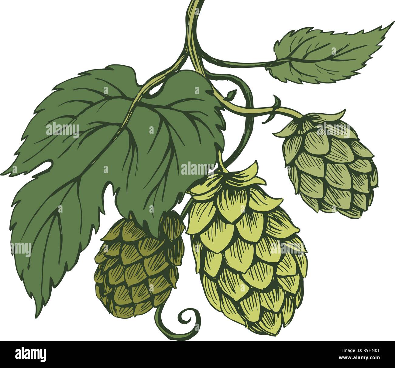 Vektor Skizze Hopfen Zweig auf grün Töne Stock-Vektorgrafik - Alamy