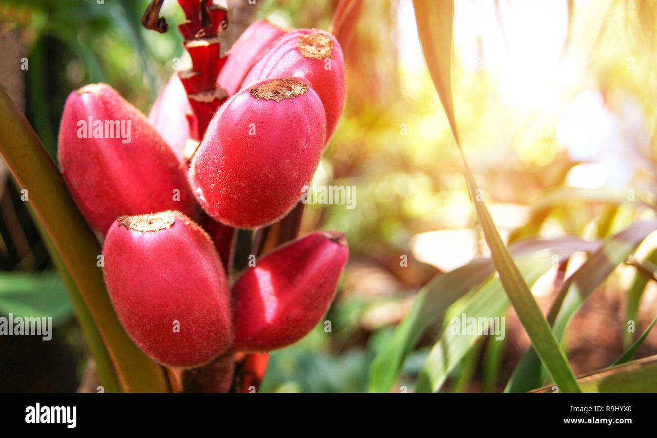Cluster von roten bananen -Fotos und -Bildmaterial in hoher Auflösung ...