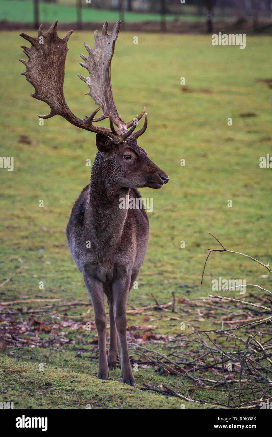 Damwild herde -Fotos und -Bildmaterial in hoher Auflösung – Alamy