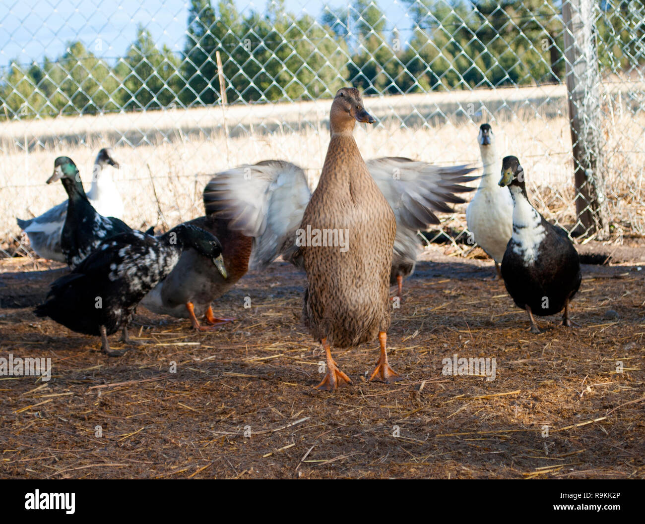 Rouen duck female -Fotos und -Bildmaterial in hoher Auflösung – Alamy