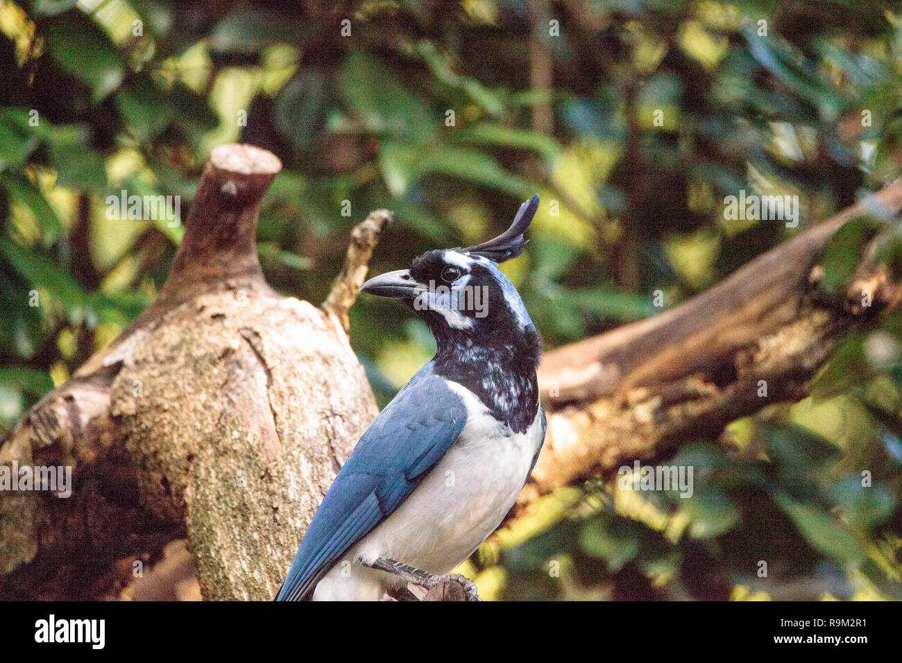 Blauer jay im busch -Fotos und -Bildmaterial in hoher Auflösung – Alamy