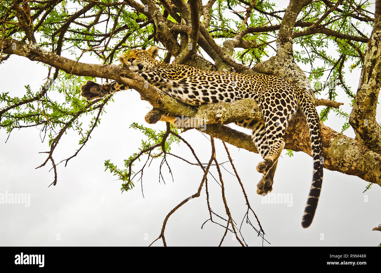 Leopard auf einem Baum in ihrem natürlichen Lebensraum in der ...