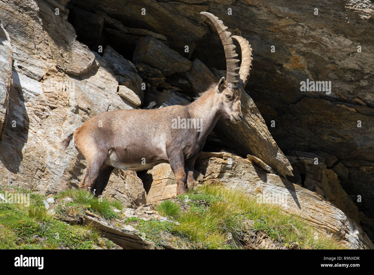 Alpine ibex cliff -Fotos und -Bildmaterial in hoher Auflösung – Alamy