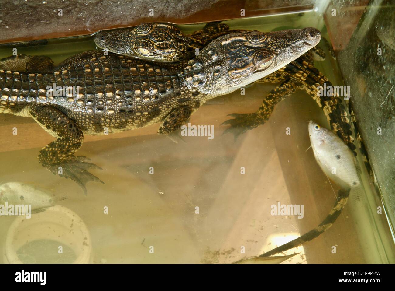 Young crocodiles in crocodile breeding -Fotos und -Bildmaterial in ...