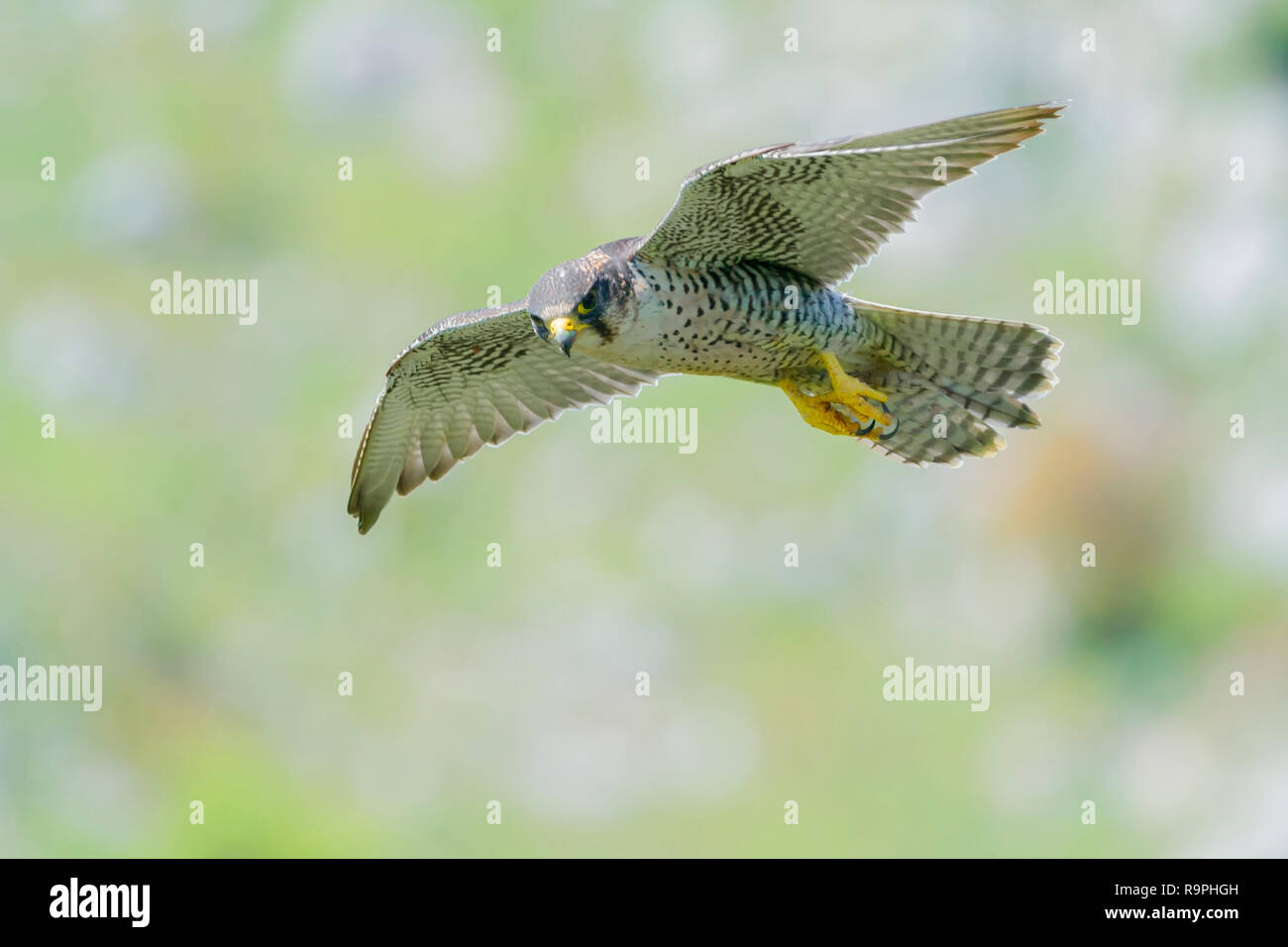 Falco biarmicus feldeggi -Fotos und -Bildmaterial in hoher Auflösung ...