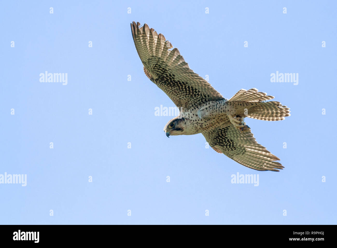 Falco biarmicus feldeggi -Fotos und -Bildmaterial in hoher Auflösung ...
