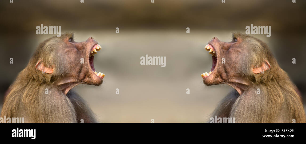 Affen ohr -Fotos und -Bildmaterial in hoher Auflösung – Alamy